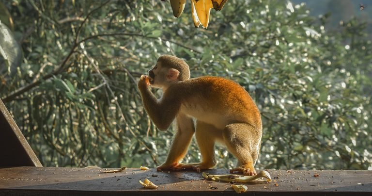 Caquetá: Puerta a la biodiversidad y cultura de la Amazonía
